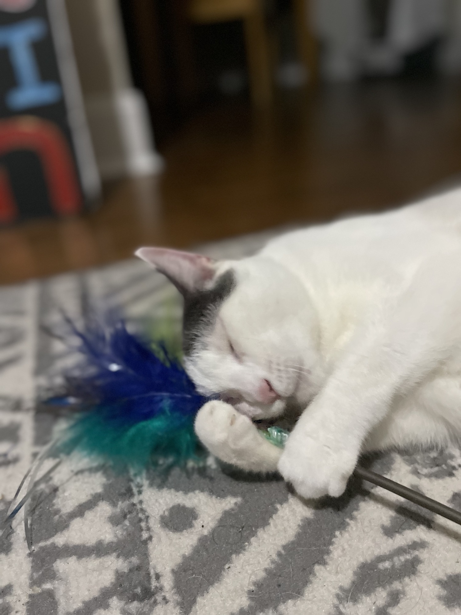 Cats – permanently embarrassed billionaires | PEB