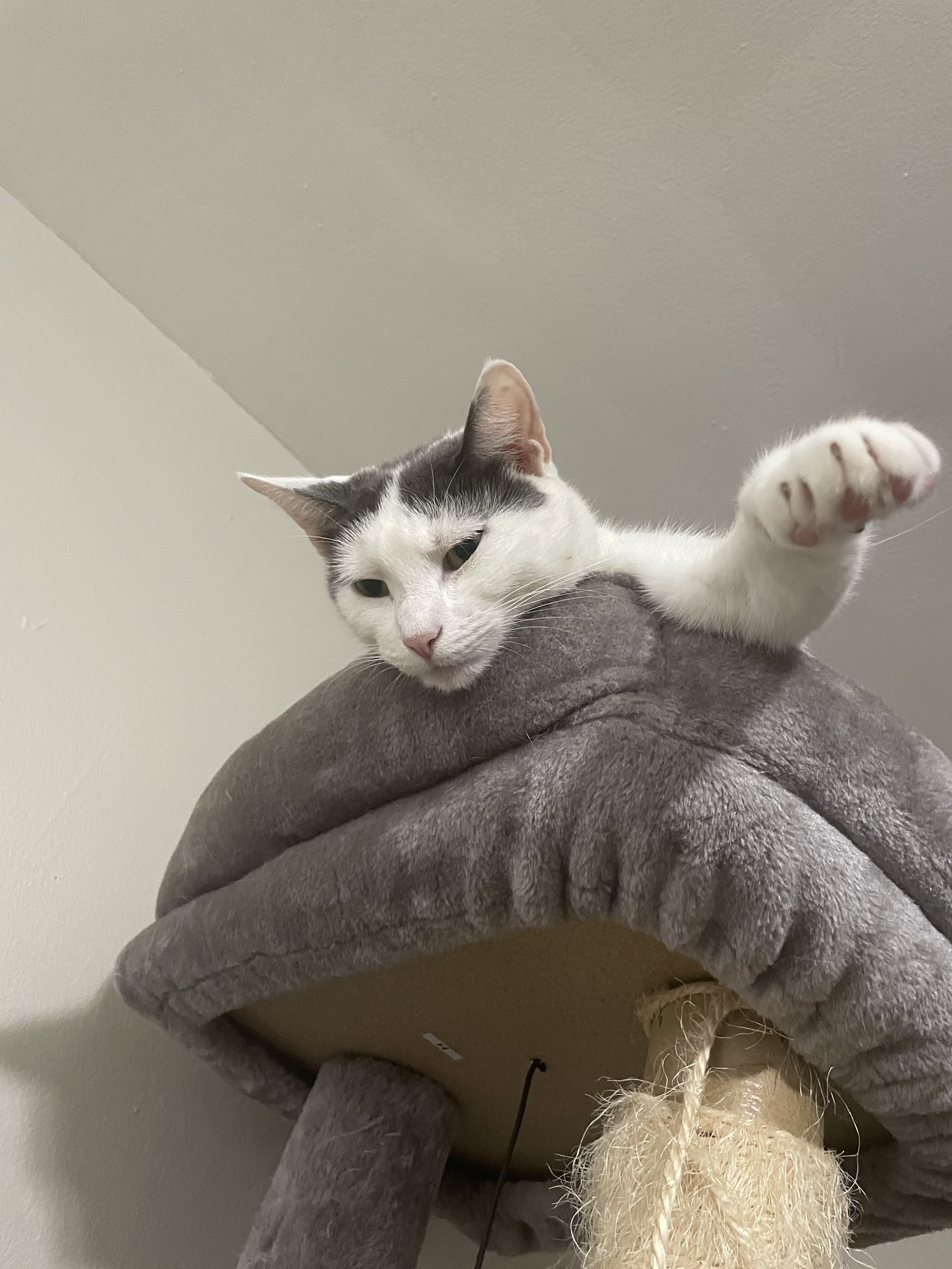 Cats – permanently embarrassed billionaires | PEB