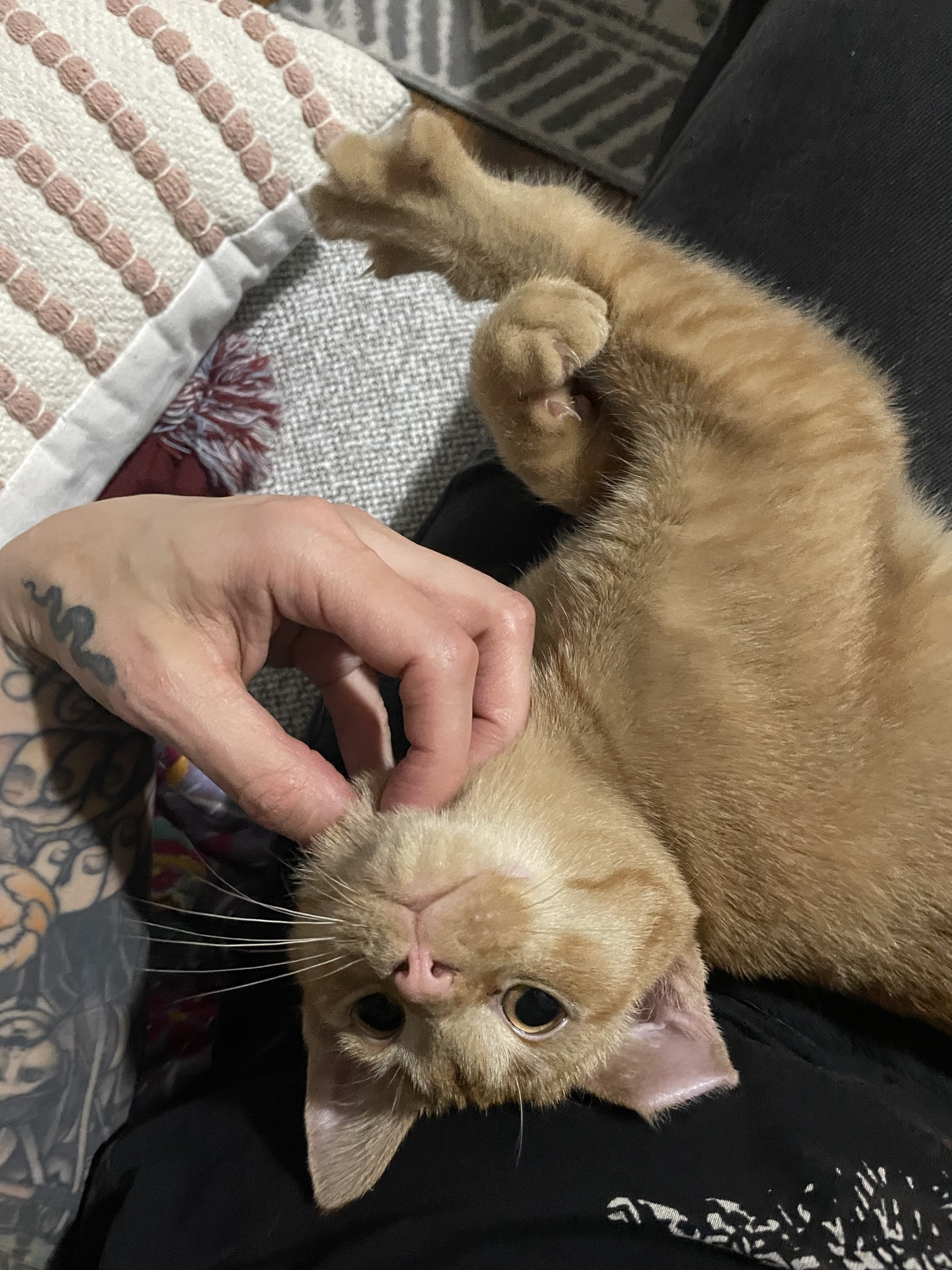 Cats – permanently embarrassed billionaires | PEB