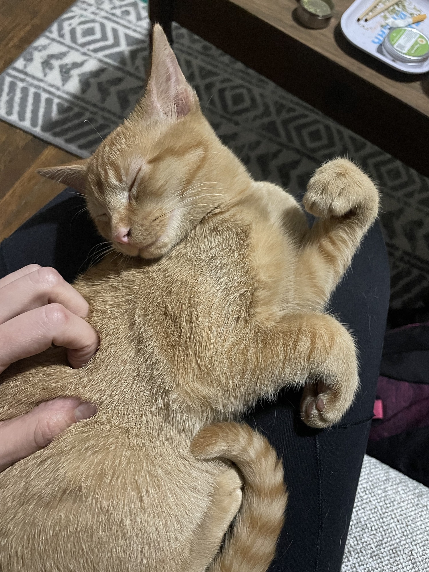 Cats – permanently embarrassed billionaires | PEB