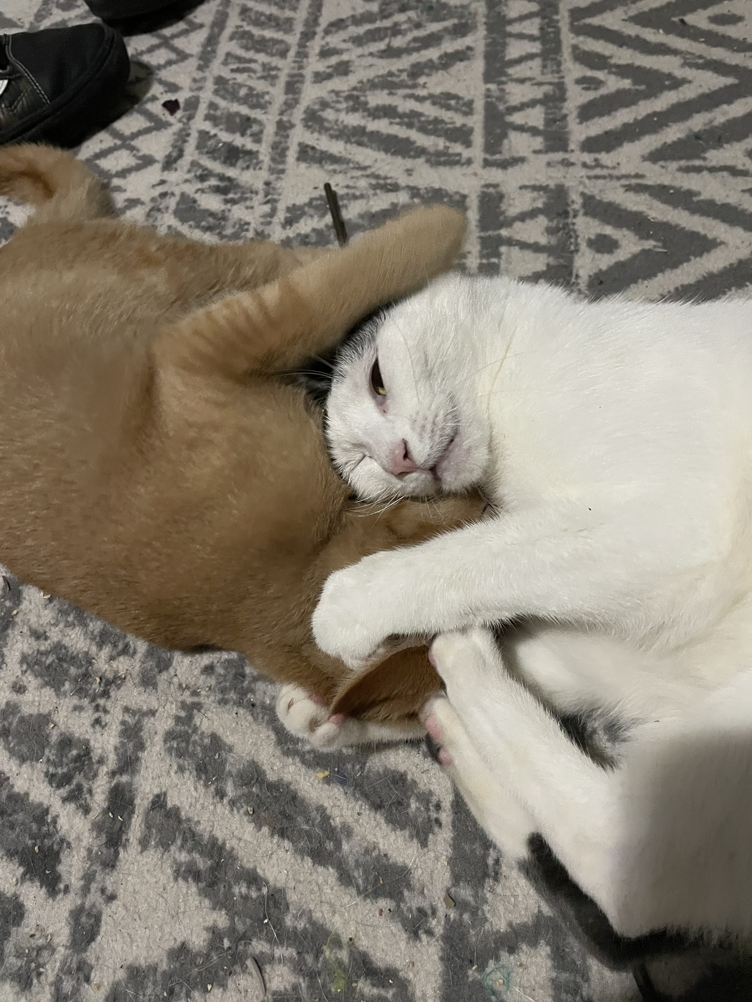 Cats – permanently embarrassed billionaires | PEB