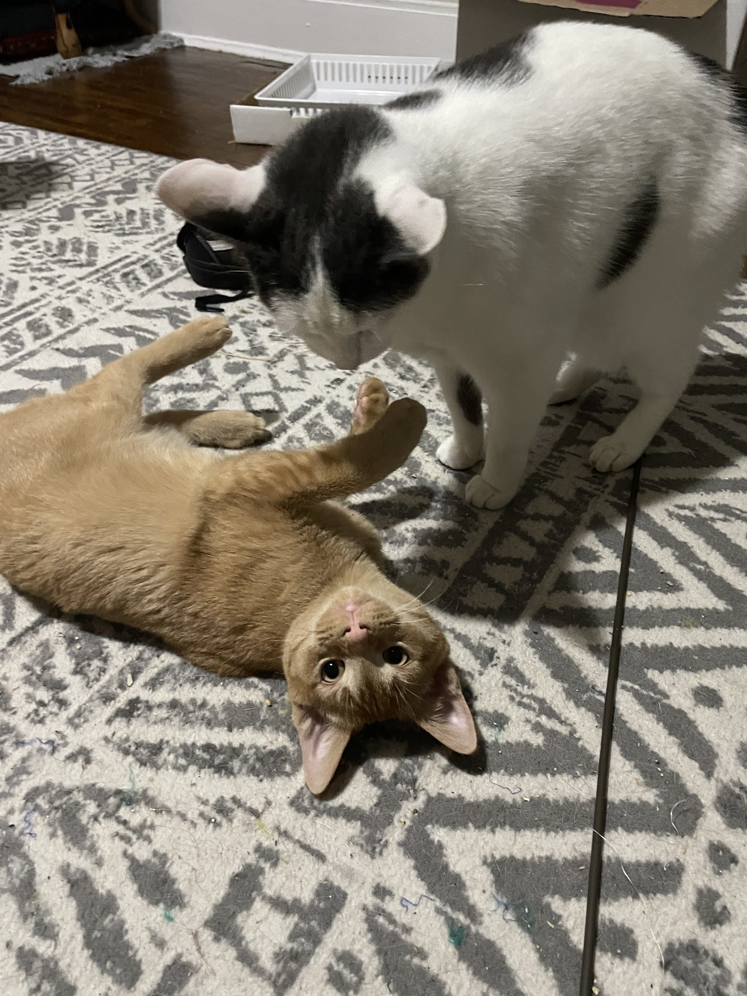 Cats – permanently embarrassed billionaires | PEB